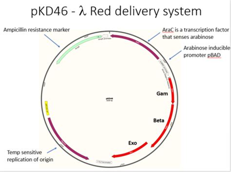 lecture 12 single gene knockouts recombineering with λred flashcards