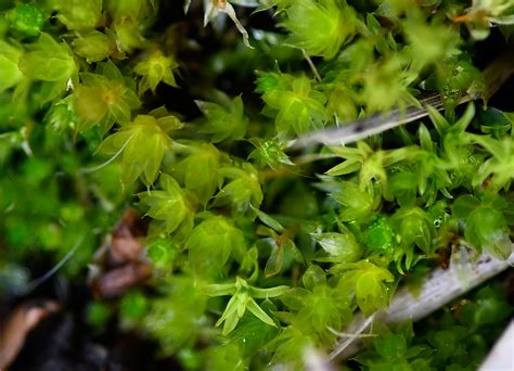 Bicoloured Bryum Friends Of Heene Cemetery