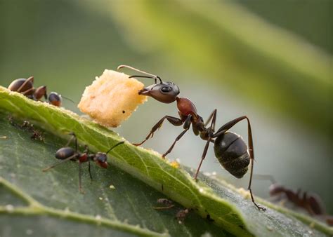 Download An Ant And Leaf Wallpaper Wallpapers Com