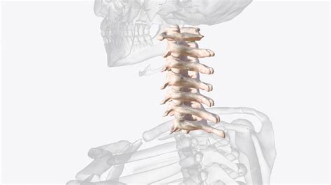 La Región Del Cuello De La Columna Cervical Se Compone De Siete Huesos