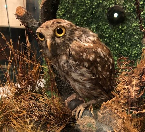The Life And Death Of Athena The Owl Cultureseekers Blog