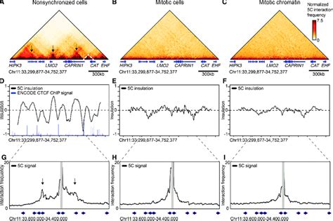 Topologically Associating Domains Tads And Ctcf Loops Are Lost In Download Scientific Diagram