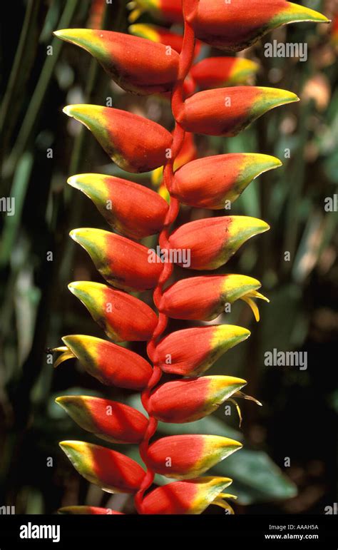 Lobster Claw Plant Hawaii At William Foxworth Blog