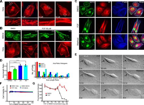 Forchlorfenuron Alters Mammalian Septin Assembly Organization And