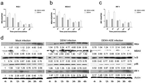 Suppression Of The Rig I And Mda 5 Signalling Pathways In Denv Ade