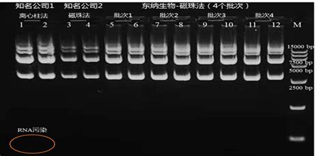 质粒提取与纯化 — 我们不一样 纳米 南京东纳生物科技有限公司