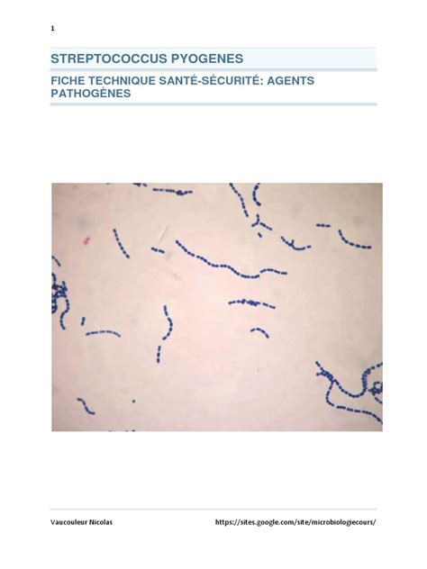Streptococcus Pyogenes Pdf Streptocoque Infection