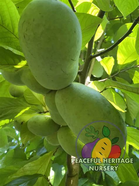 Sri Gold Pawpaw Tree Peaceful Heritage Nursery