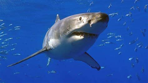 Shark Species In Nc Which Ones Bite How To Avoid Them Charlotte