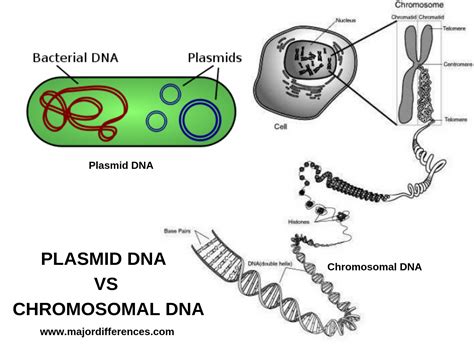 Difference Between Chromosomal Dna And Plasmid Dna Chromosomal Dna Vs Plasmid Dna