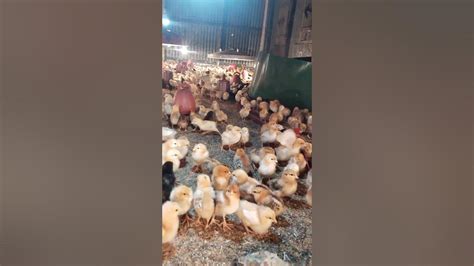 Sonali Murgi Palan । সোনালি মুরগি পালন পদ্ধতি Murgirkhamar পালন পদ্ধতি শীতকালে দেশি মুরগি