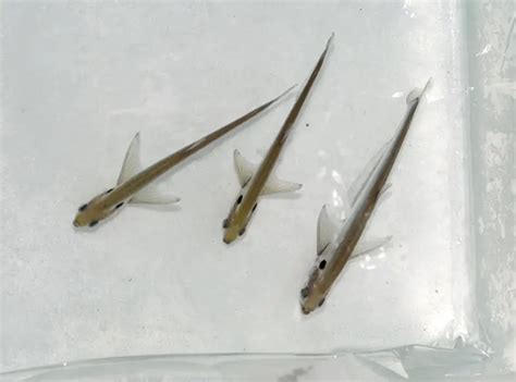 Cynodon Gibbus Rhaphiodon Gibbus — Seriously Fish