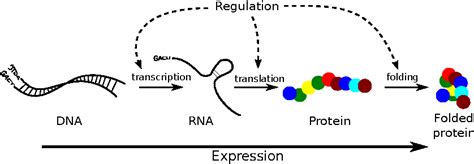 figure 2 1 from exploring the boundaries of gene regulatory network