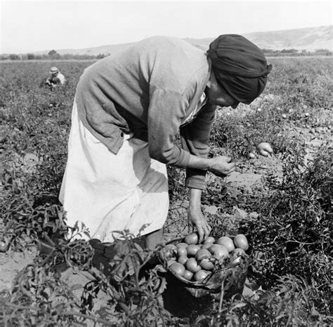 Dorothea Lange Photographs Of Migrant Workers