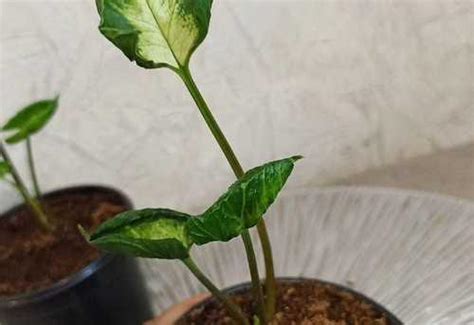 Сингониум Годзилла Вся Россия | Растения | Festima.Ru – мониторинг ...