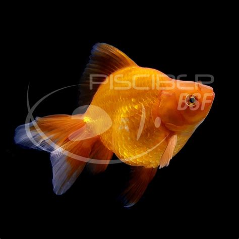 Ryukin Rojo Blanco Short Tail Pisciber Bsf