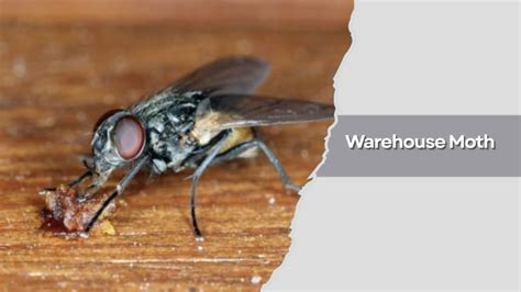 11 Types Of House Moths Size Color Habitat Diet And Identification