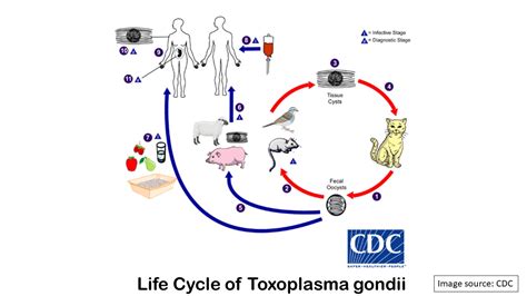 Toxoplasma Gondii Introduction Classification Morphology Lifecycle Path
