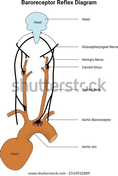 2 Baroreceptor Reflex Stock Vectors And Vector Art Shutterstock