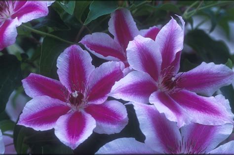 Carnaby Clematis Vines Donahues Greenhouse