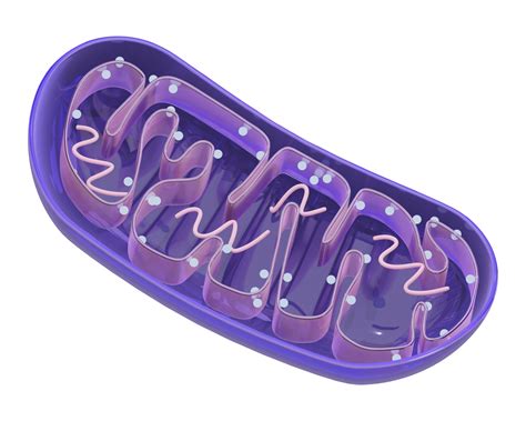 3d Rendered Mitochondria Icon Isolated 35668107 Png