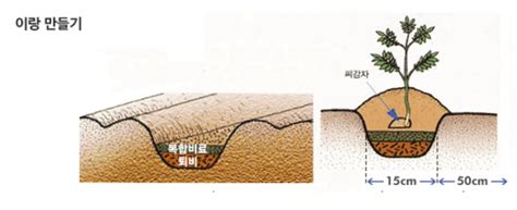 감자 심는시기 방법