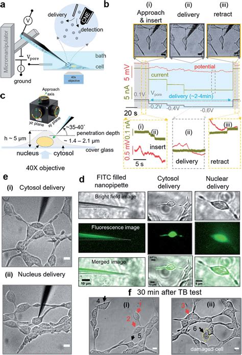 A The Schematic Of The Experimental Setup Of The Intracellular