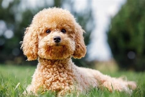 449 Poodle Names Best Options For Your Pup Blog Of Tom