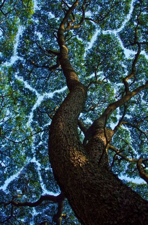La Timidez De Los árboles Cultura Vegana Especies De Arboles Arbol