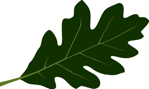 Oak Leaf Vector Free Download Oak Leaf Vector Art Icons And Graphics