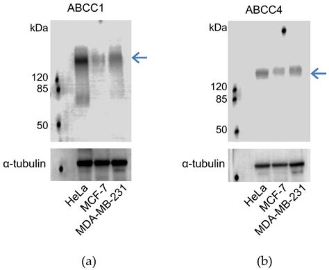 Roles Of Abcc1 And Abcc4 In Proliferation And Migration Of Breast Cancer Cell Lines