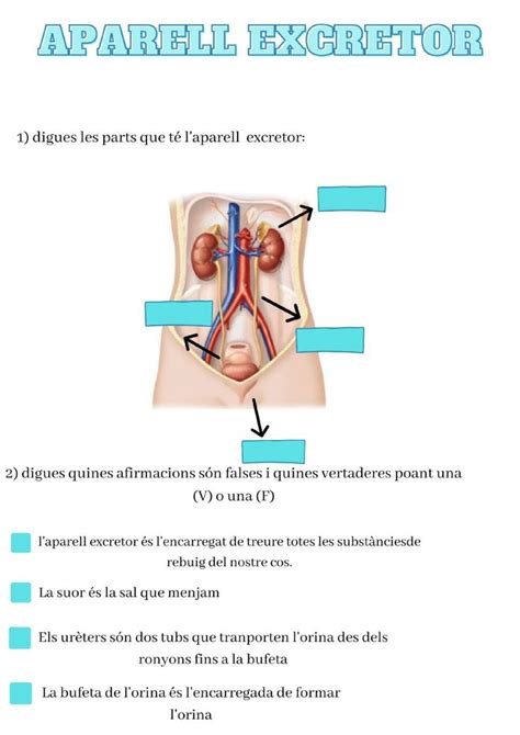 Aparell Excretor Interactive Worksheet