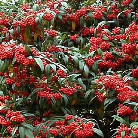 Cotoneaster Cornubia Evergreen Garden Shrub Plant By Direct Plants