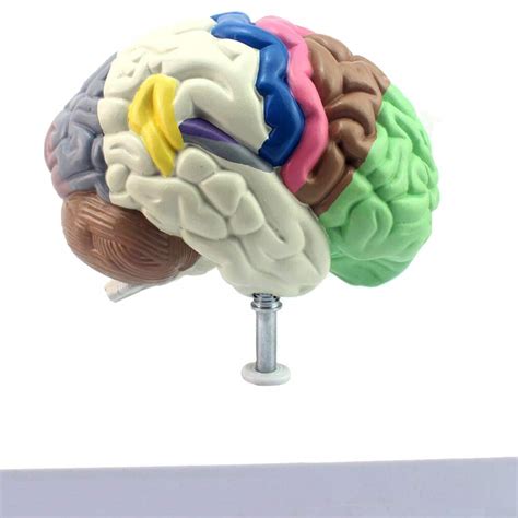 Buy Anatomical Model Of Human Brain Morphological Human Skeleton Model