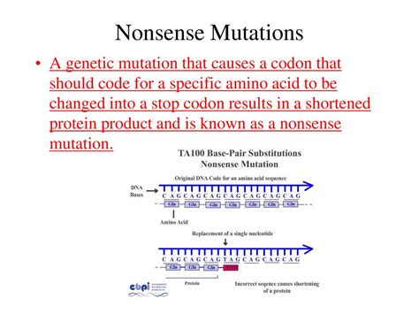 Inheritance Patterns And Human Genetics Ppt Download