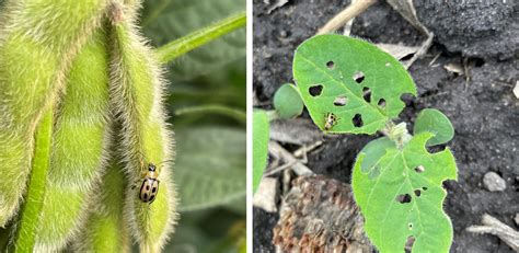 Bean Leaf Beetle Midwest Pest Alert Network
