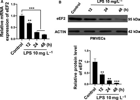 Eef2 Was Dysregulated In Lps‐induced Pmvecs A B The Rna And Protein