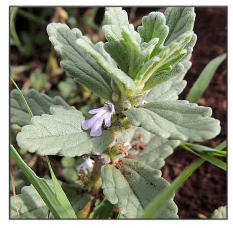 Bugleweed Ajuga Integrifolia Bracted Bugleweed Jiu Wei Yi Zhi Hao Philippine Medicinal