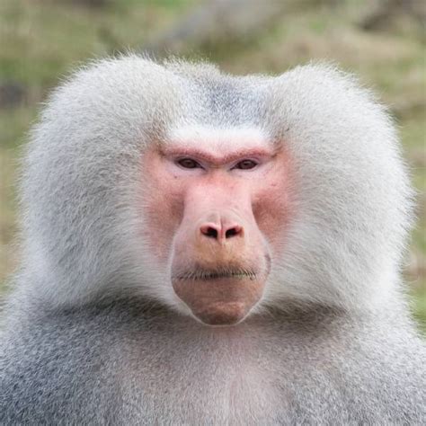 Albino Baboon