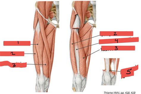 M Anterior Compartment Knee Extensors Diagram Quizlet