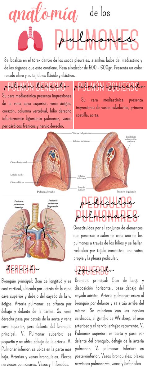 Alveolos Pulmonares Artofit