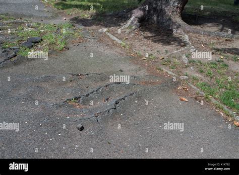 Tree Roots Pattern Pavement Hi Res Stock Photography And Images Alamy