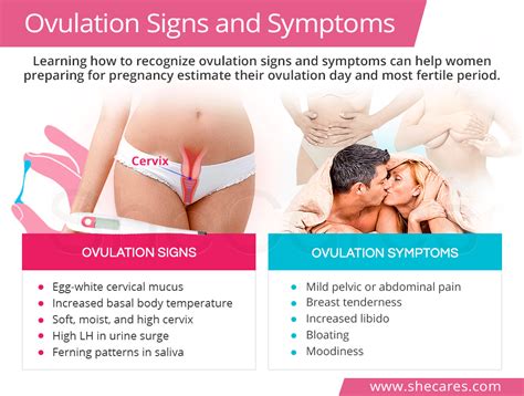 Ovulation Signs And Symptoms Shecares