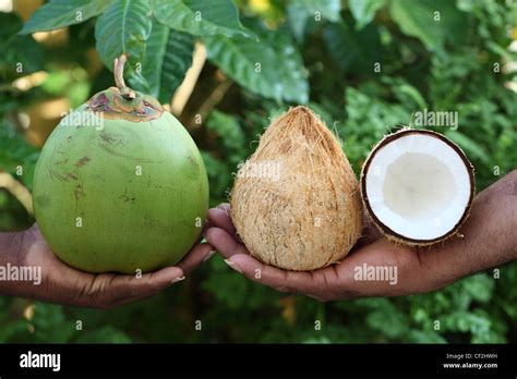 Is A Coconut A Seed Renew Physical Therapy