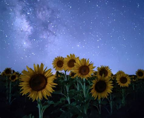 Huawei Mate 50 Huawei Global