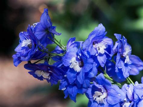 Delphiniums Different Plant Varieties How To Grow And Care Florgeous