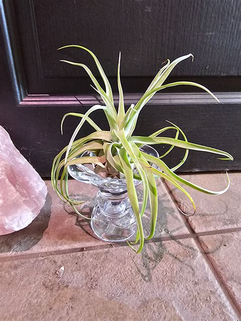 Air Plant Tillandsia Streptophylla Chlorophyll