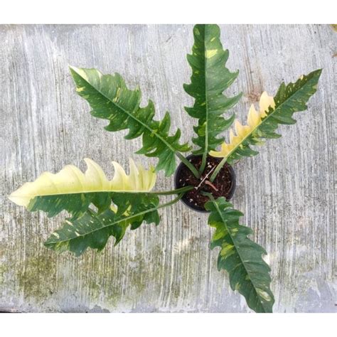 Philodendron Ring Of Fire Variegated Shopee Malaysia