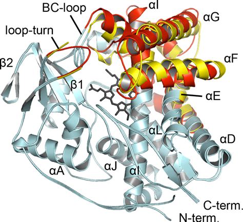 Superimposed Structures Of Ligand Free And Phytanic Acid Bound Cyp124