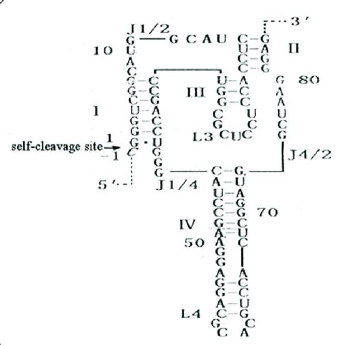 Structure Of Antigenomic Ribozyme Of Hdv G Rz 1 84 Download Scientific Diagram